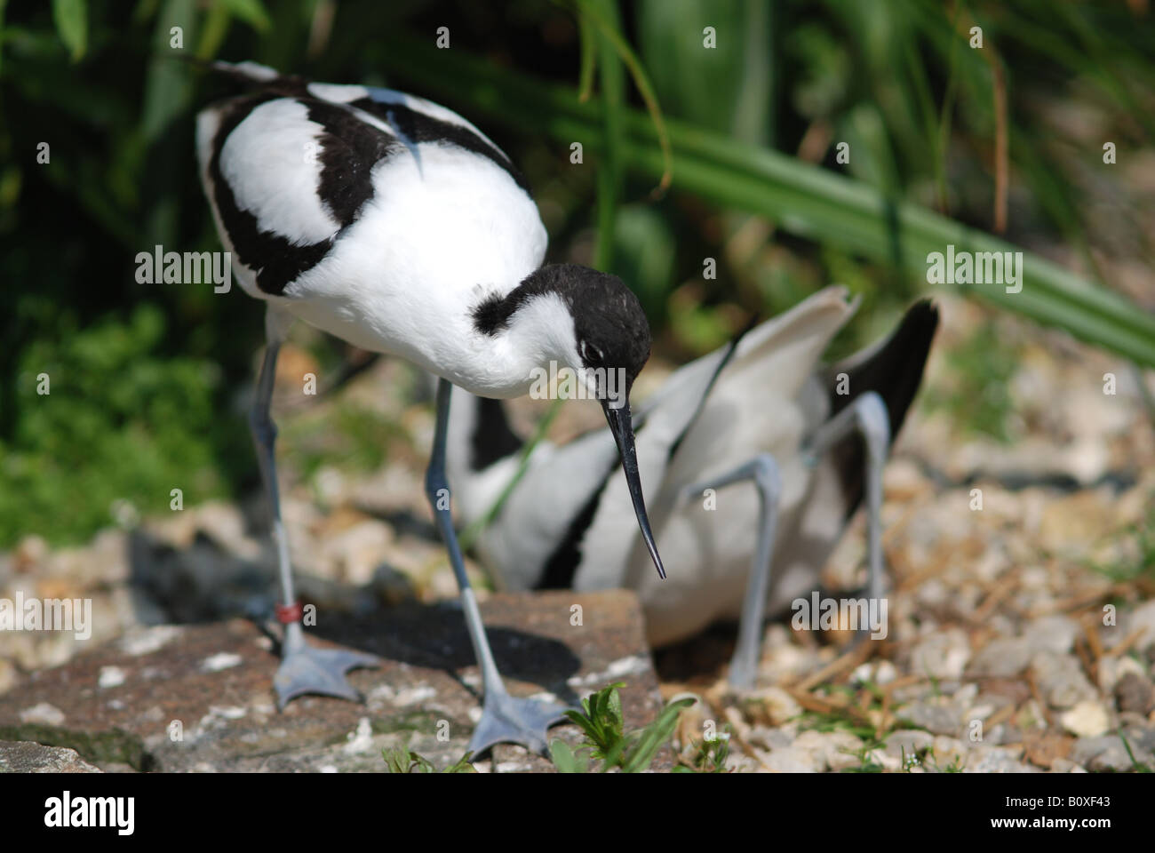 Avocet "Recurvirostra avosetta Stock Photo - Alamy