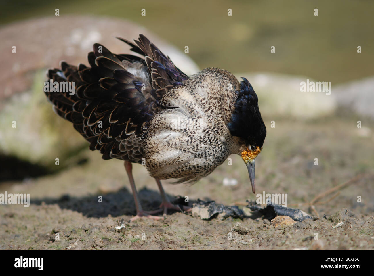 Ear tufts hi-res stock photography and images - Alamy