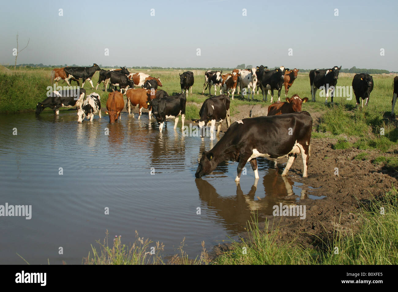 Drinking cows hi-res stock photography and images - Alamy
