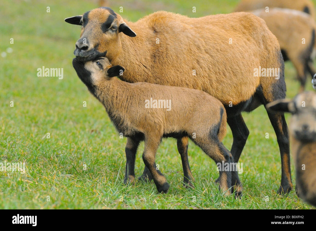 cameroon sheep and cub Stock Photo - Alamy