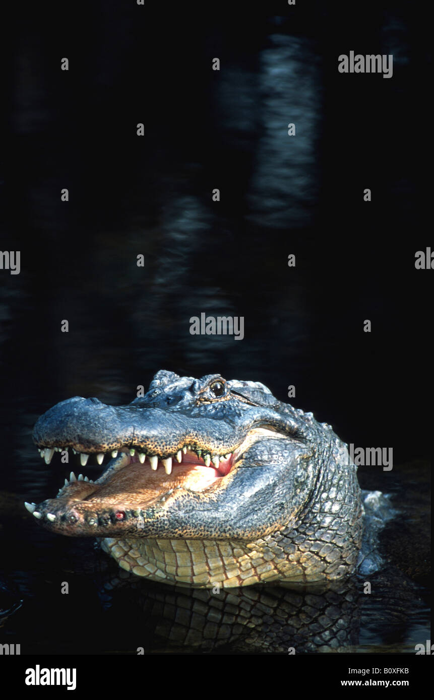 Alligator Reef Florida High Resolution Stock Photography and Images - Alamy