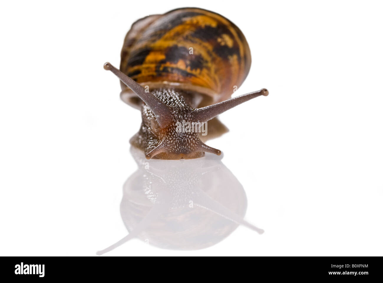 Snail outline hi-res stock photography and images - Alamy