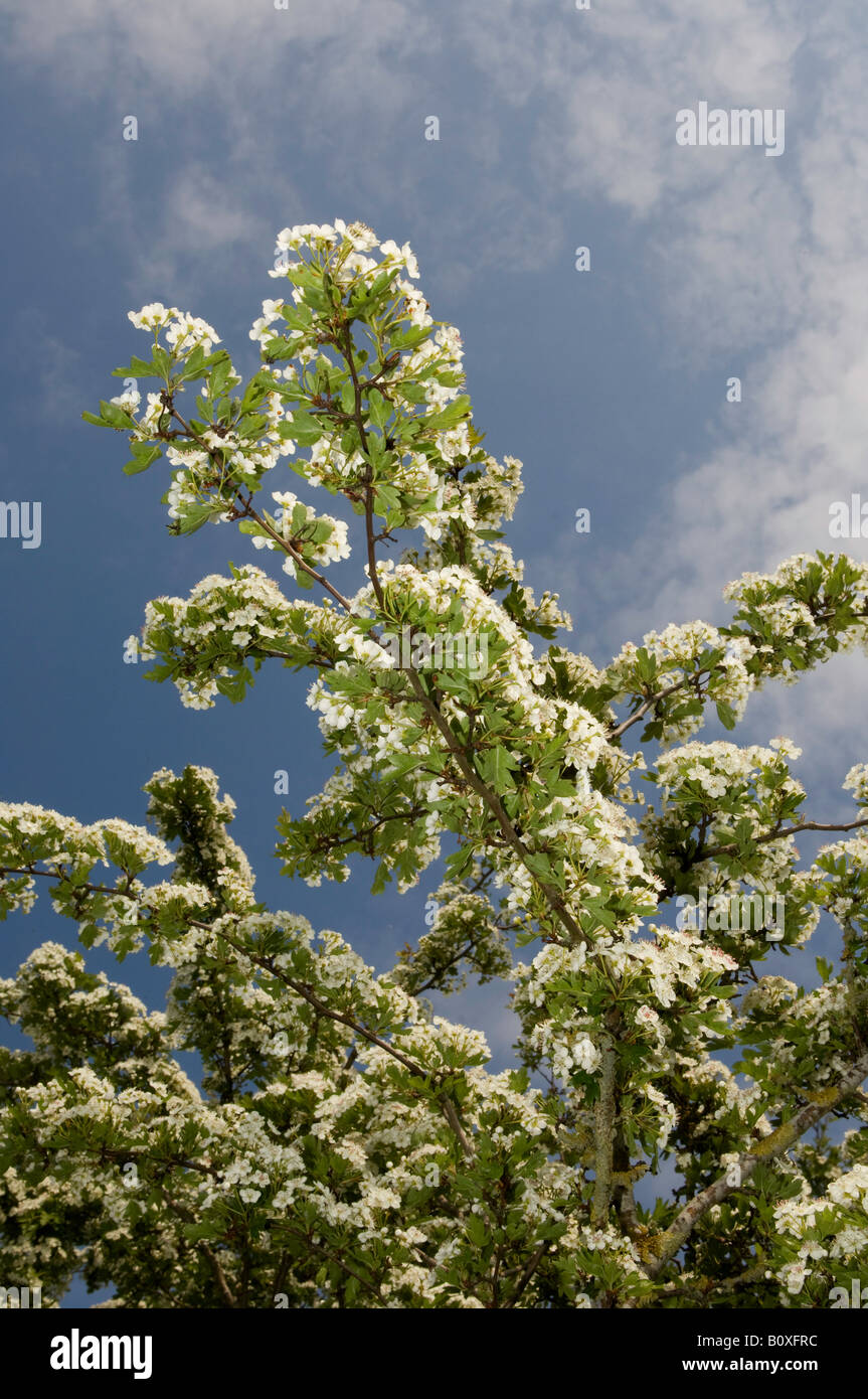 Hawthorn blossom in spring hi-res stock photography and images - Alamy