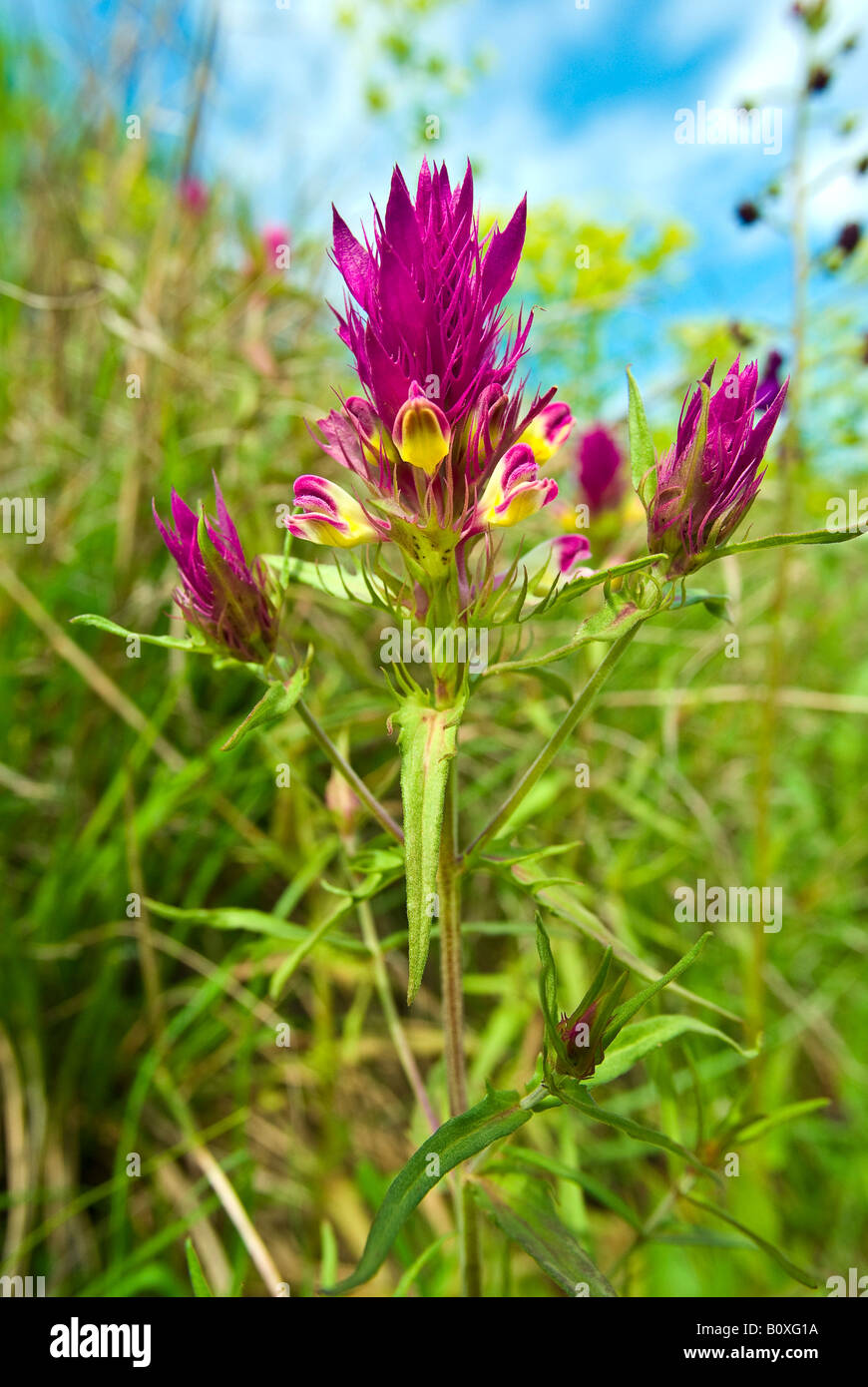 red flower Stock Photo - Alamy