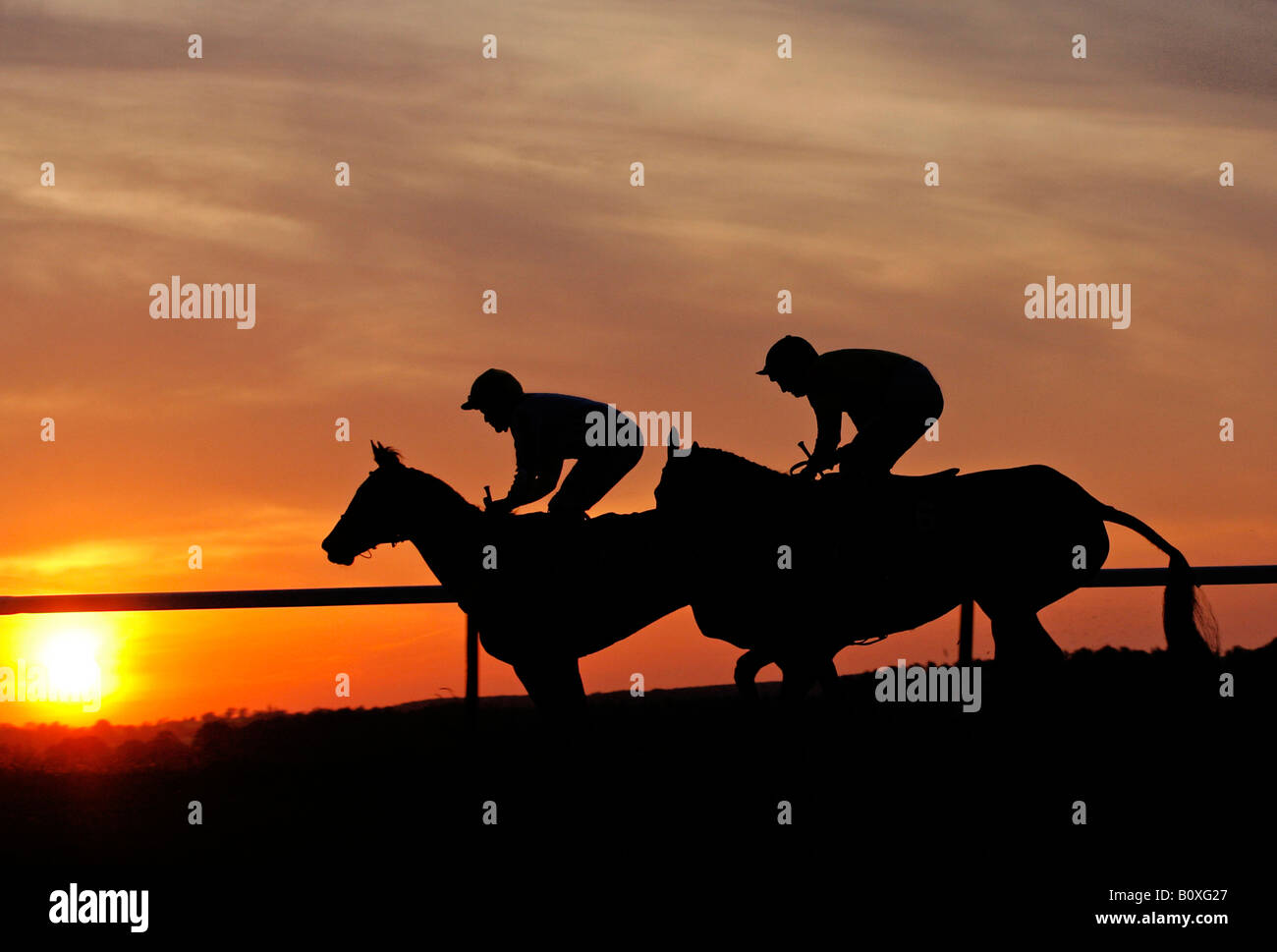 Horses silhouetted against the setting sun at an evening race meeting ...