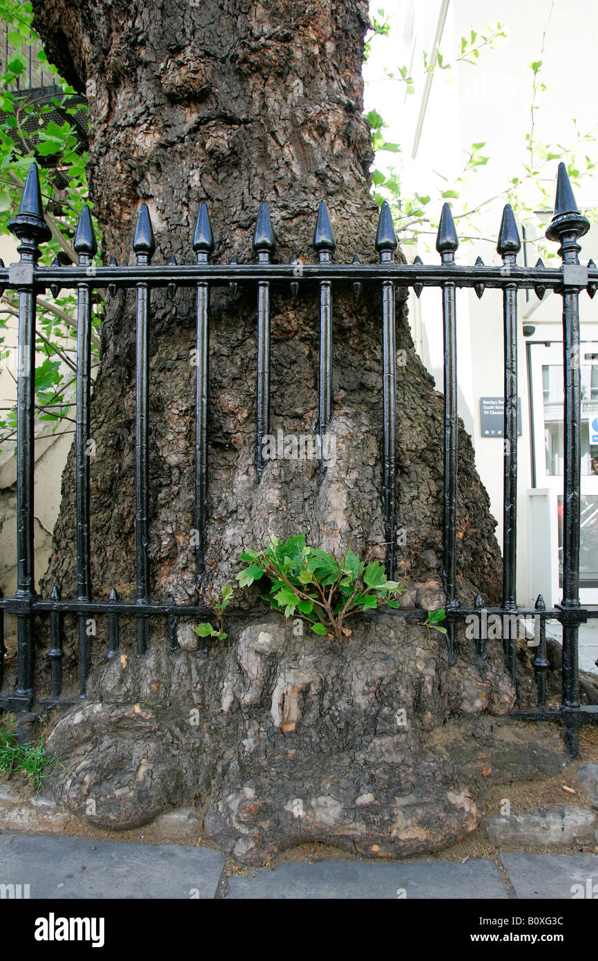 fence tree together green environment concept street london grow Stock ...