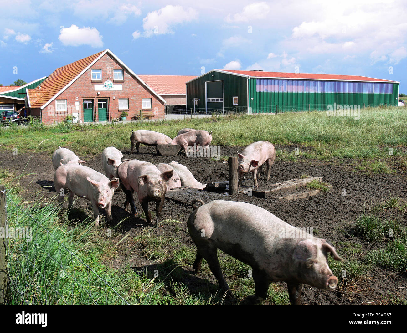 So many pigs hi-res stock photography and images - Alamy