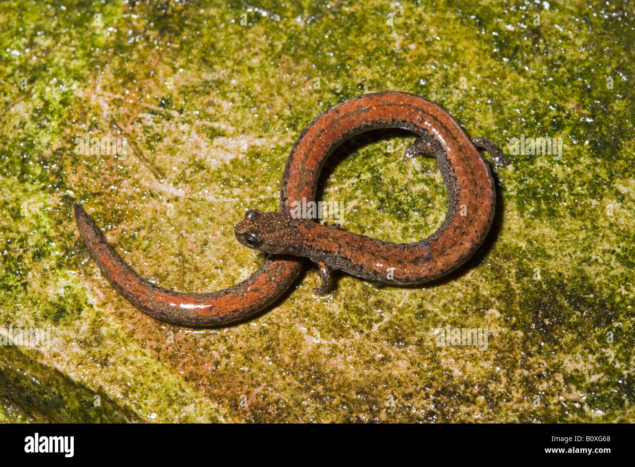 California slender salamander California United States Stock Photo - Alamy