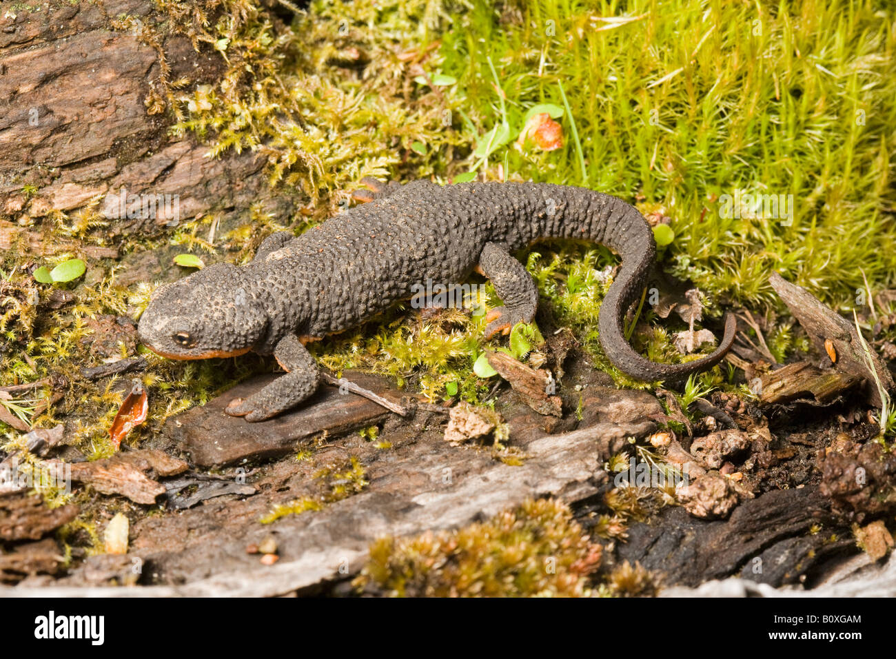 Rough skinned newt California United States Stock Photo - Alamy