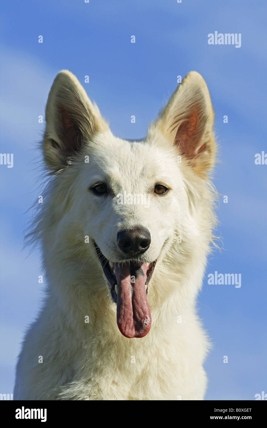 White Swiss Shepherd dog - portrait Stock Photo - Alamy