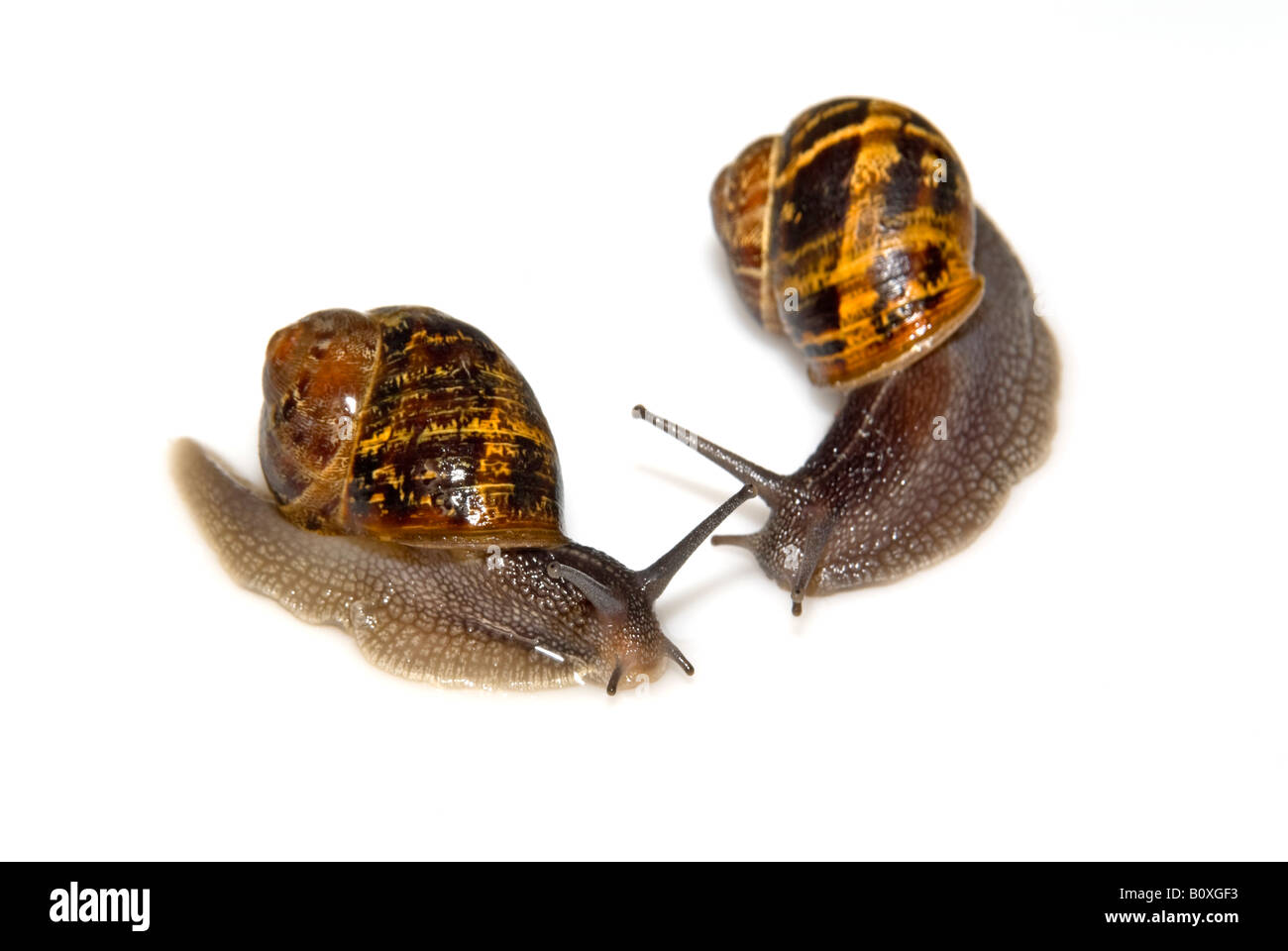 Horizontal macro of two common garden snails [Helix Aspersa] on a pure ...