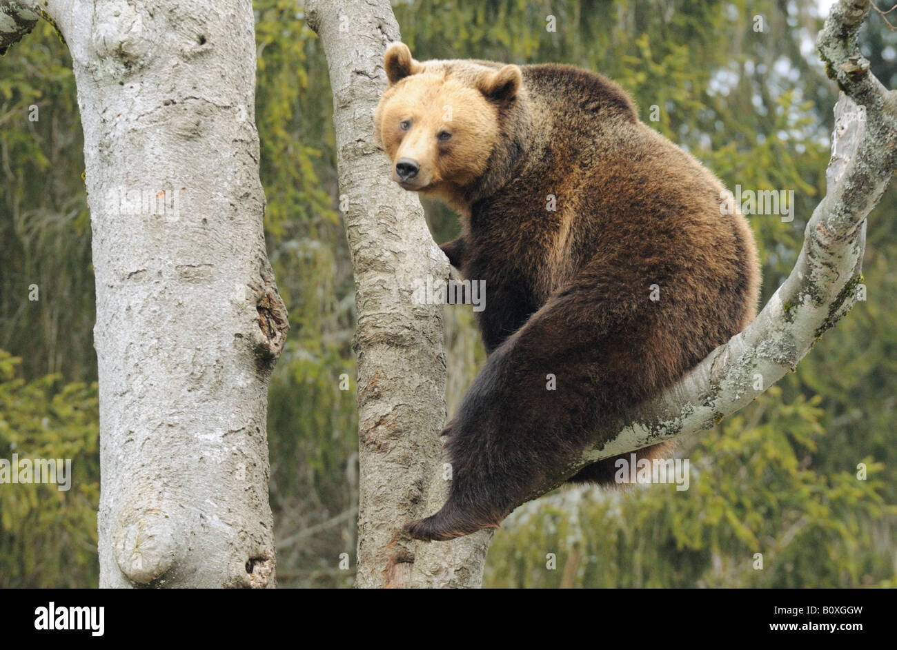 Ursus arctos arctos climb hi-res stock photography and images - Alamy