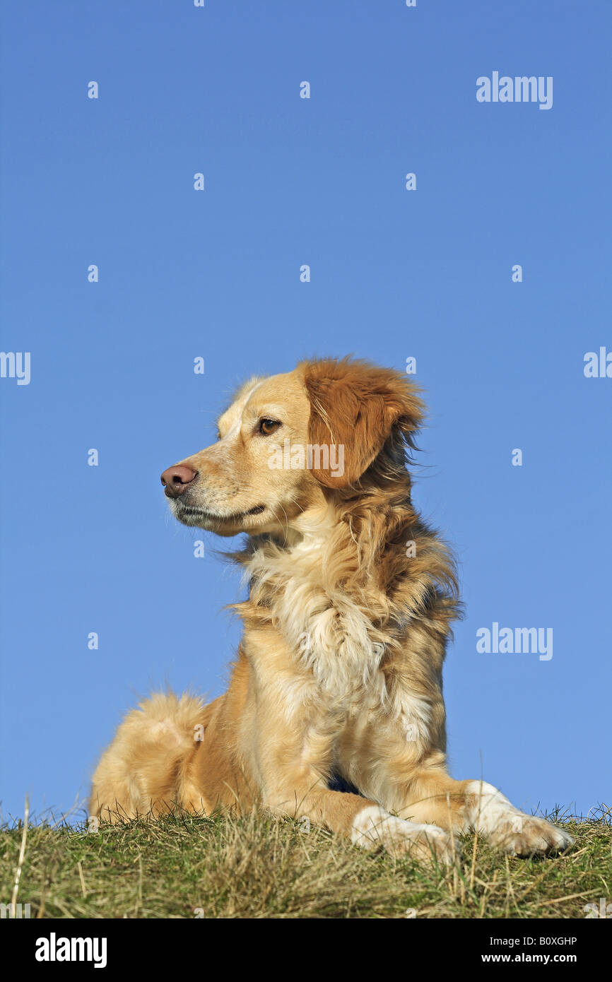 half breed dog (golden retriever/nova scotia duck tolling retriever ...