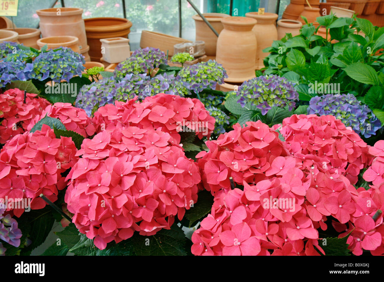 Bigleaf hydrangea Hydrangea macrophylla Stock Photo - Alamy