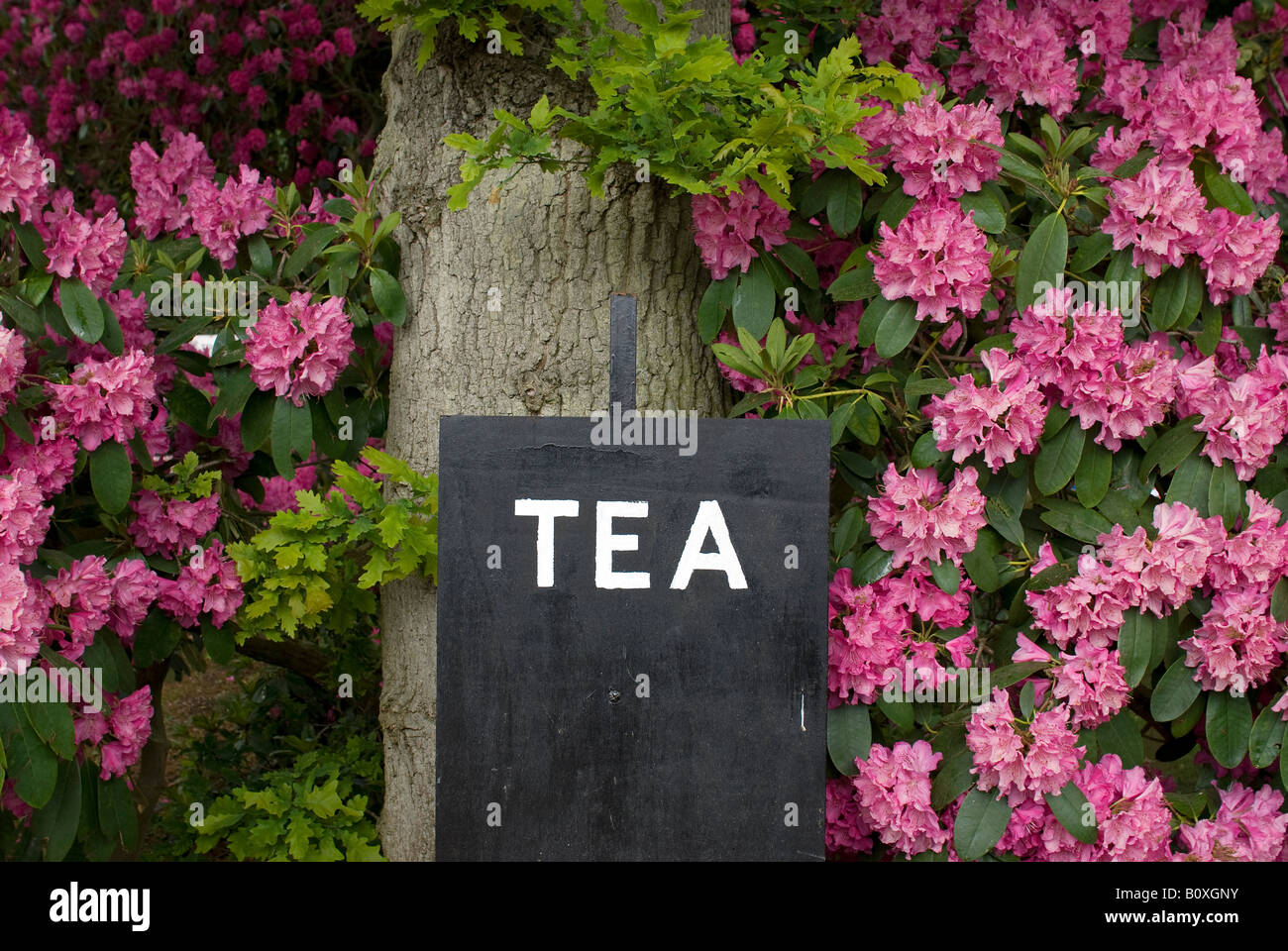 tea sign amongst pink rhododendrons Stock Photo - Alamy