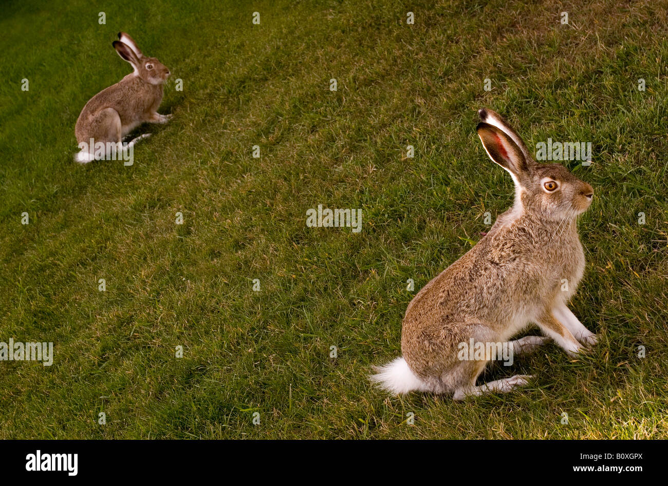 Wild rabbits hi-res stock photography and images - Alamy