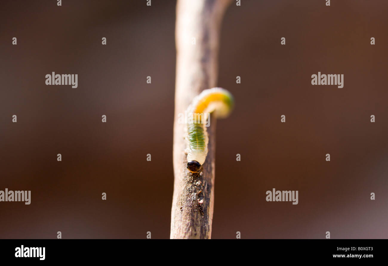 A macro image of a small green and yellow caterpillar crawling down a ...