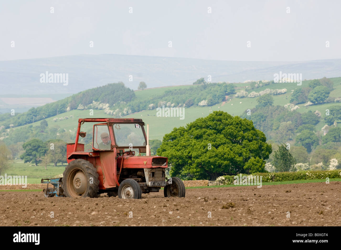 Farmer using a Massey Ferguson 135 planting Turnips for sheep Eden ...