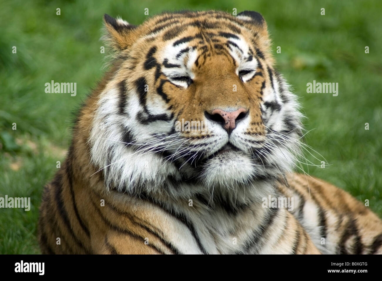 Smug looking Bengal Tiger Stock Photo - Alamy