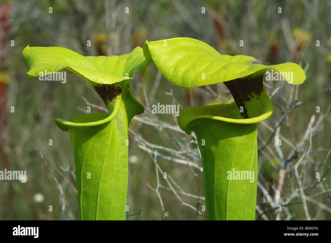 Carnivorous Plant Yellow or Trumpet Pitcher Plants Sarracenia flava ...