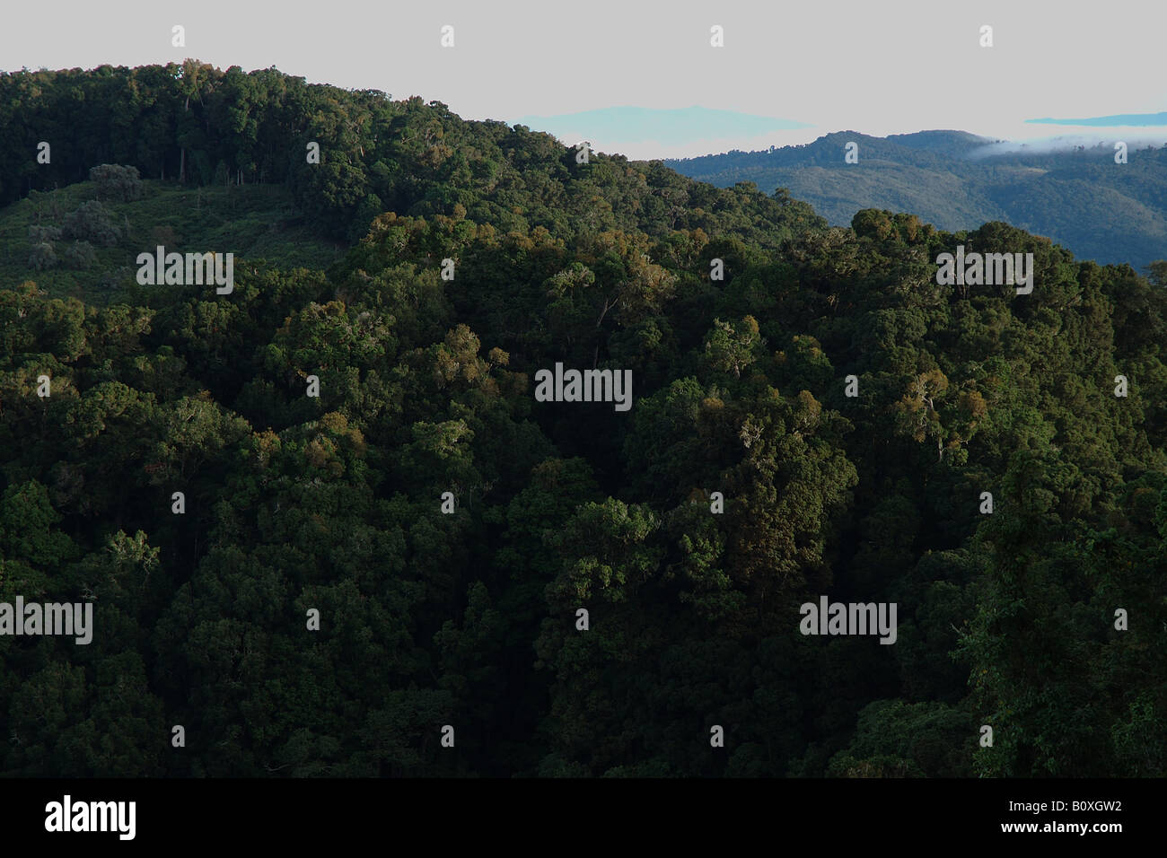 Costarica rain forest foresta pluviale foresta tropicale foresta ...