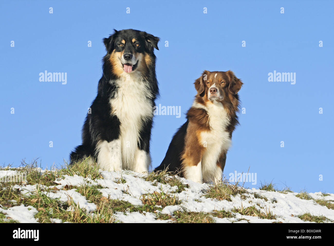 Australian Shepherd and Miniature Australian Shepherd. Two adult dogs ...