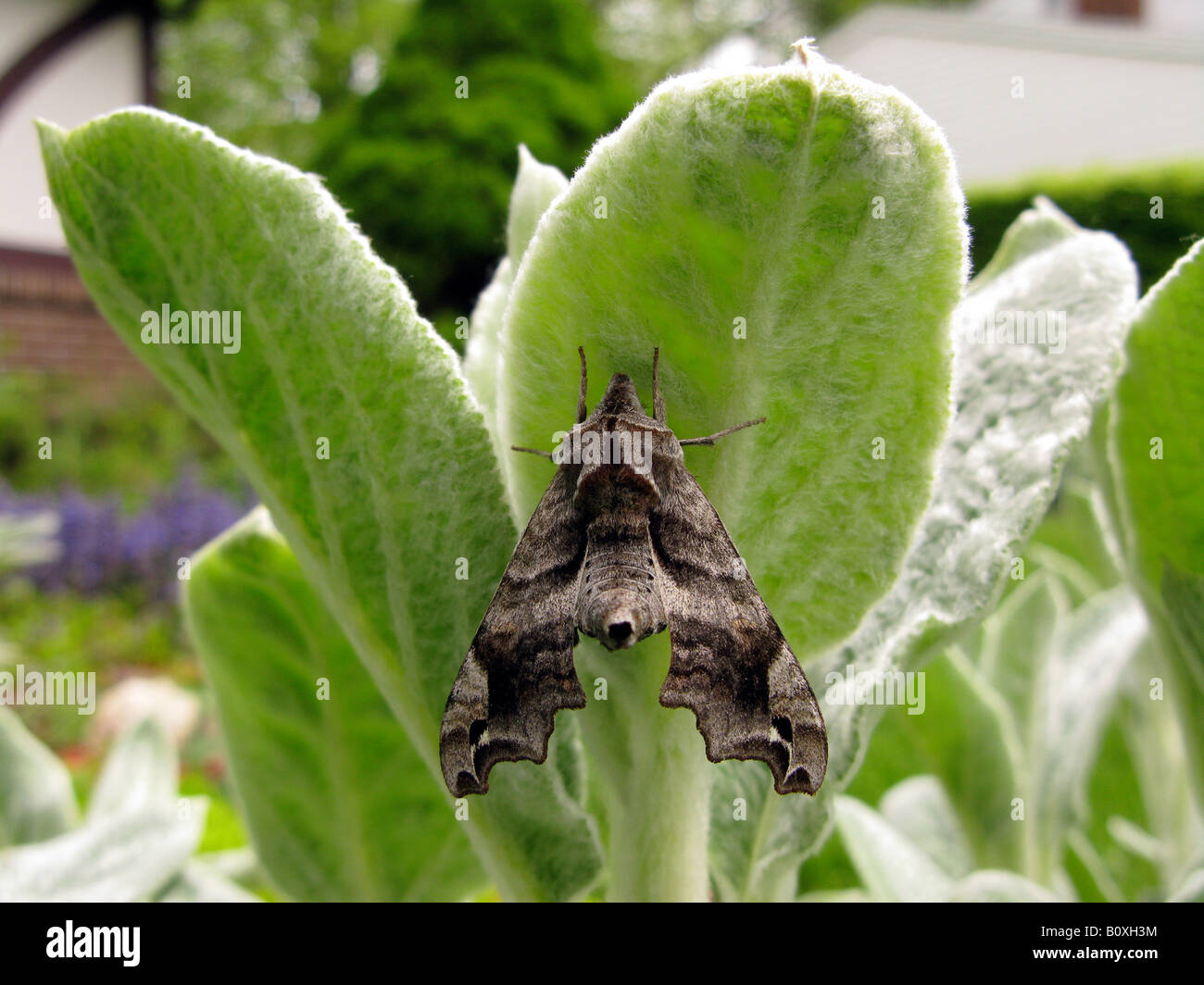 Pandorus Sphinx moth on lambs ear plant Stock Photo - Alamy