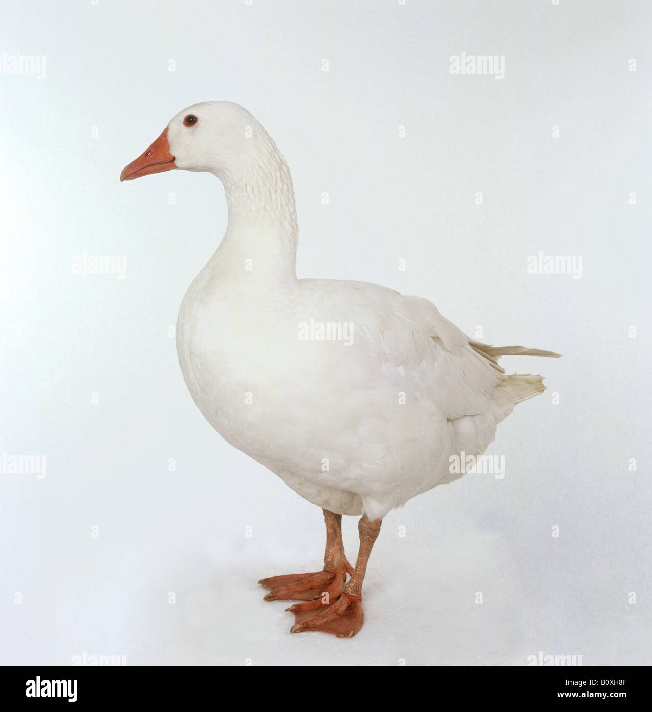 goose - standing - cut out Stock Photo - Alamy