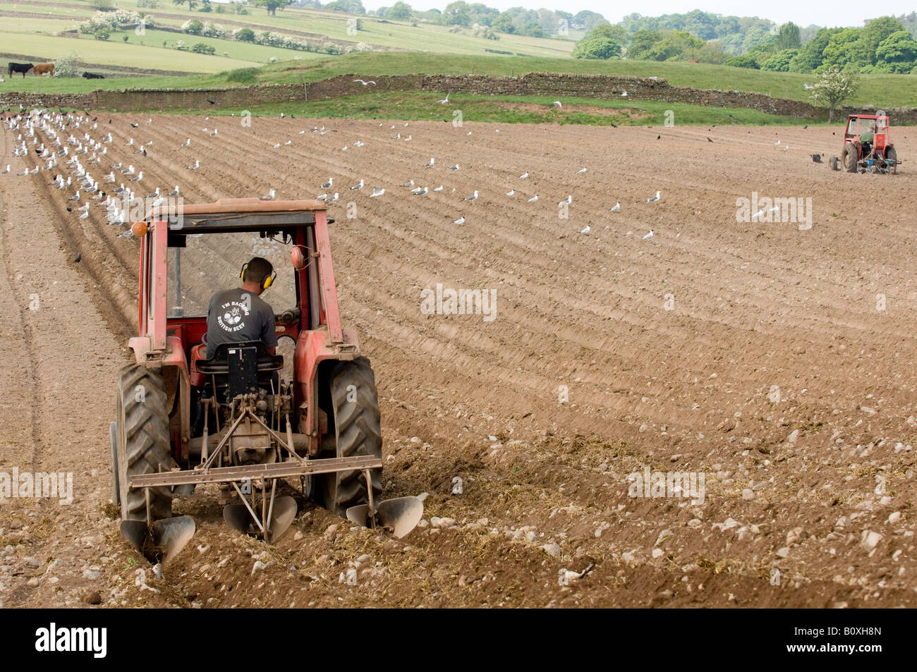 Farmer using a Massey Ferguson 135 ridging seedbed in preparation for ...