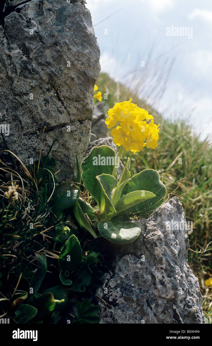 bear's ear / Primula auricula Stock Photo - Alamy