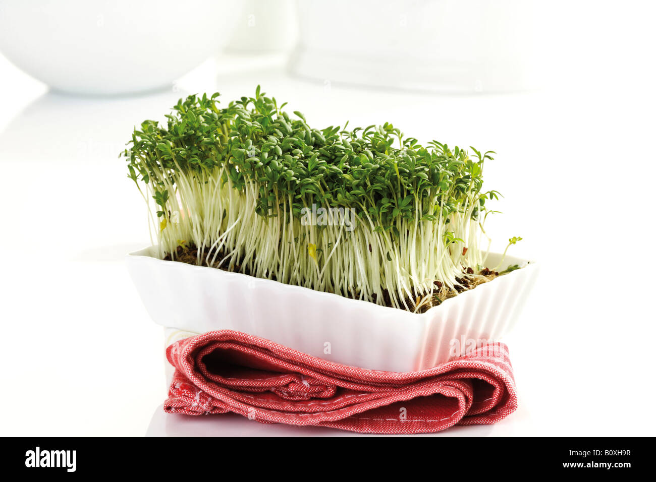 Cress sprouts in plastic box Stock Photo - Alamy