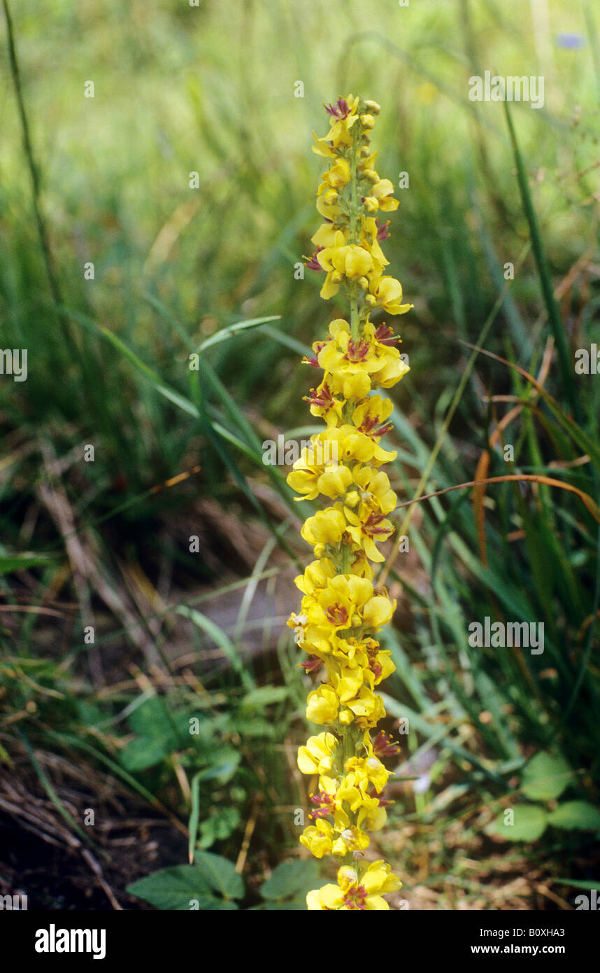 dark mullein / Verbascum nigrum Stock Photo - Alamy