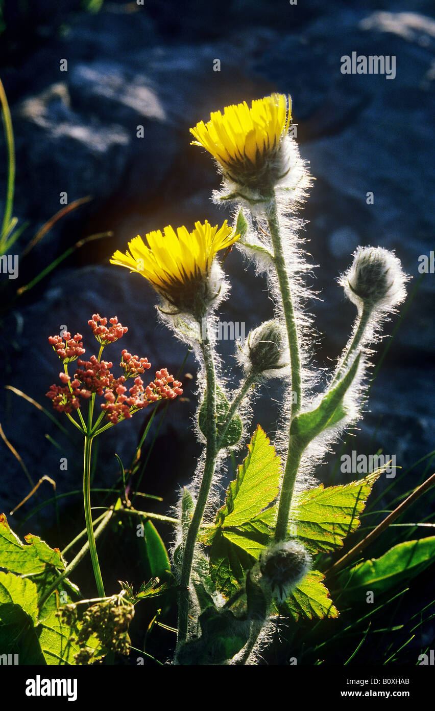 Shaggy Hawkweed / Hieracium villosum Stock Photo - Alamy