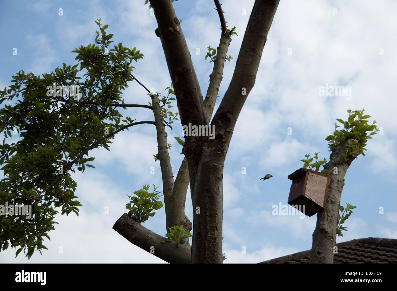 Close-up view of young robin flying into his nestbox, nest box hang on ...