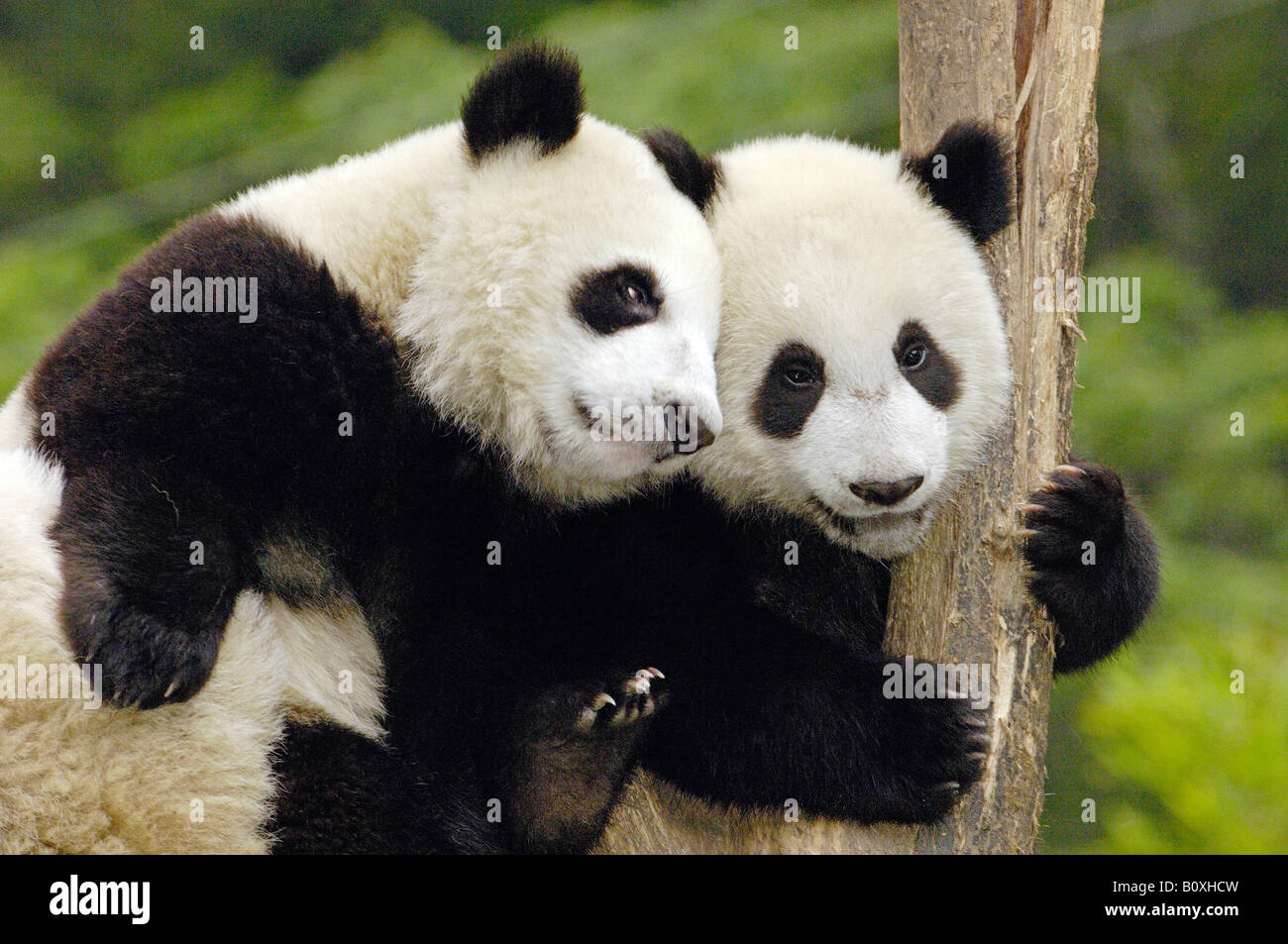 Cuddling Pandas