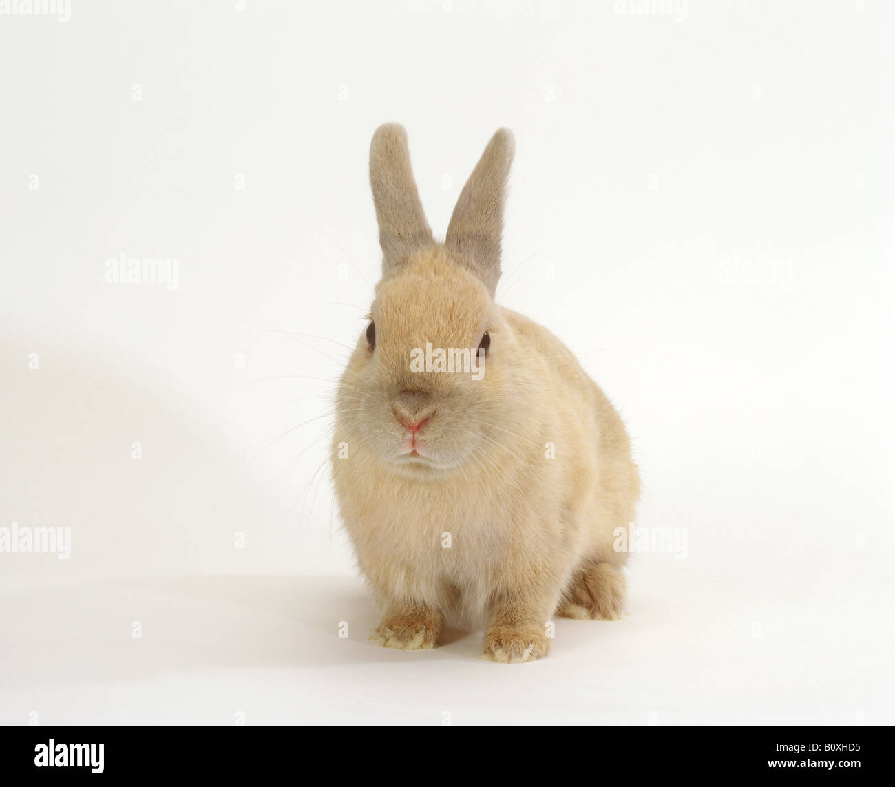 dwarf rabbit - cut out Stock Photo - Alamy