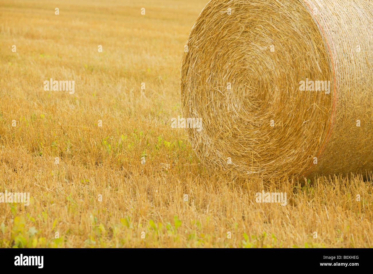 Closeup of a bale of hay Stock Photo - Alamy