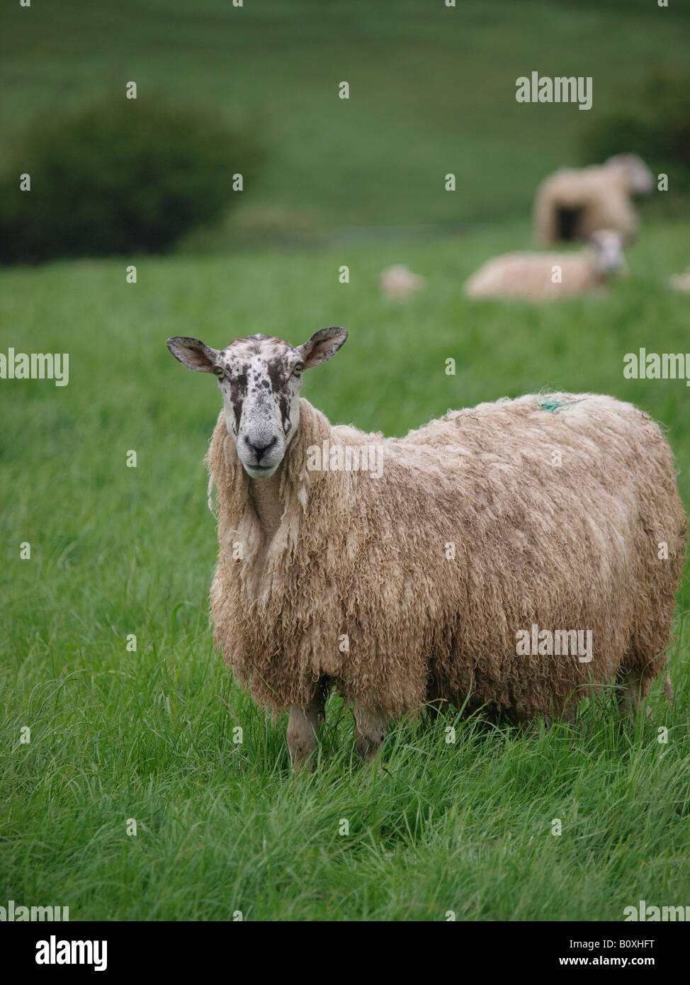 Shaggy sheep hi-res stock photography and images - Alamy
