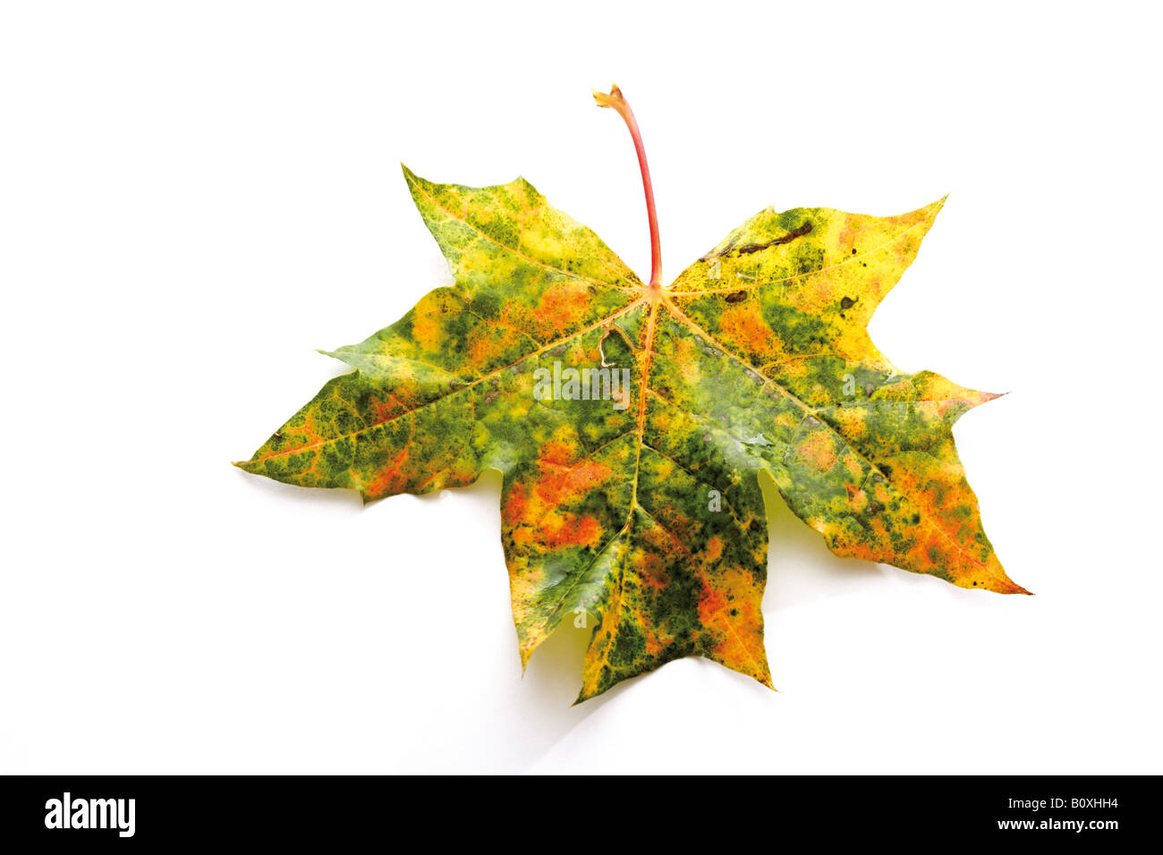 Autumn colored maple leaf Stock Photo - Alamy