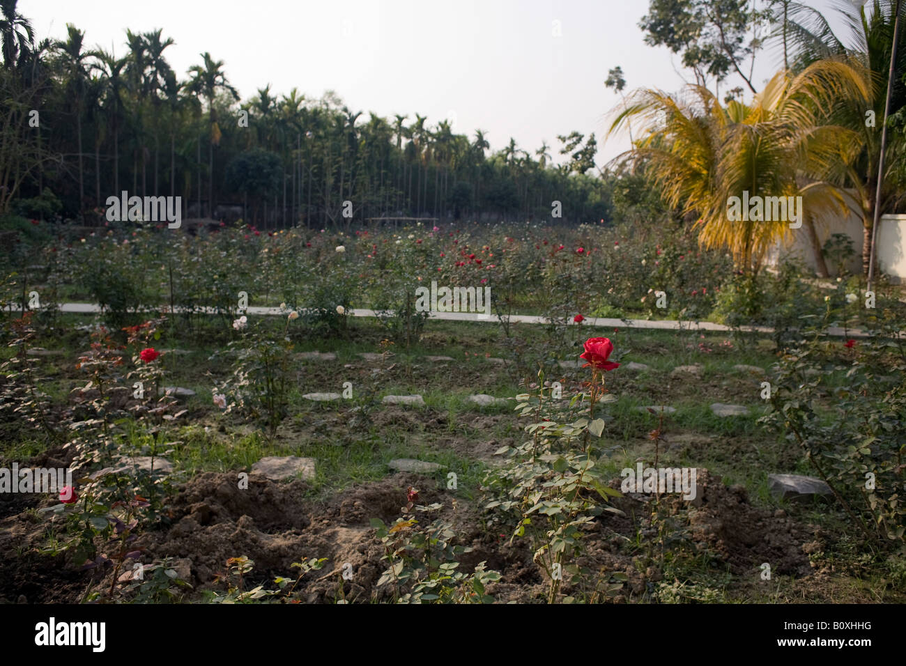 Dhaka botanical garden hi-res stock photography and images - Alamy