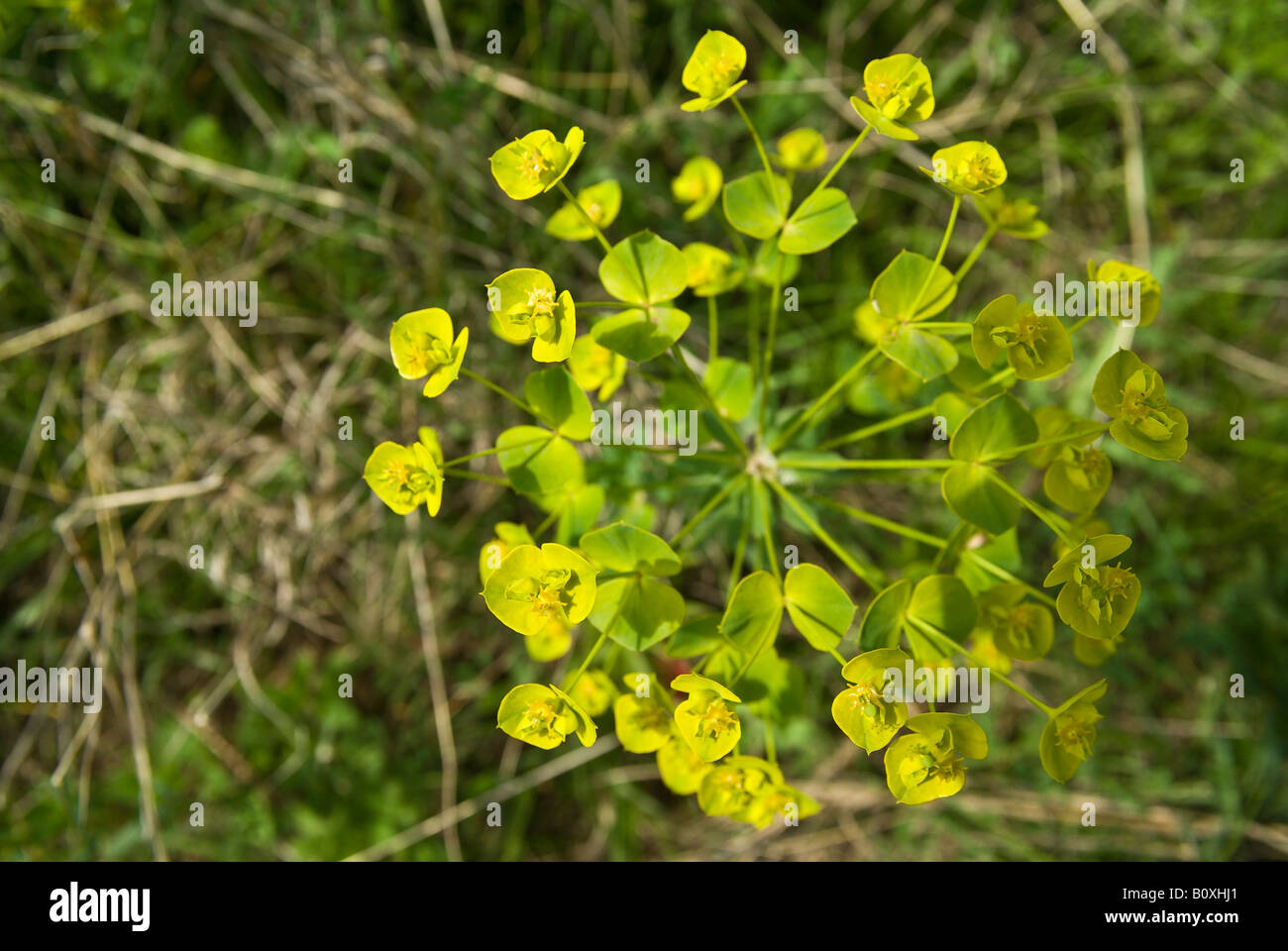 Sun spurge flower hi-res stock photography and images - Alamy