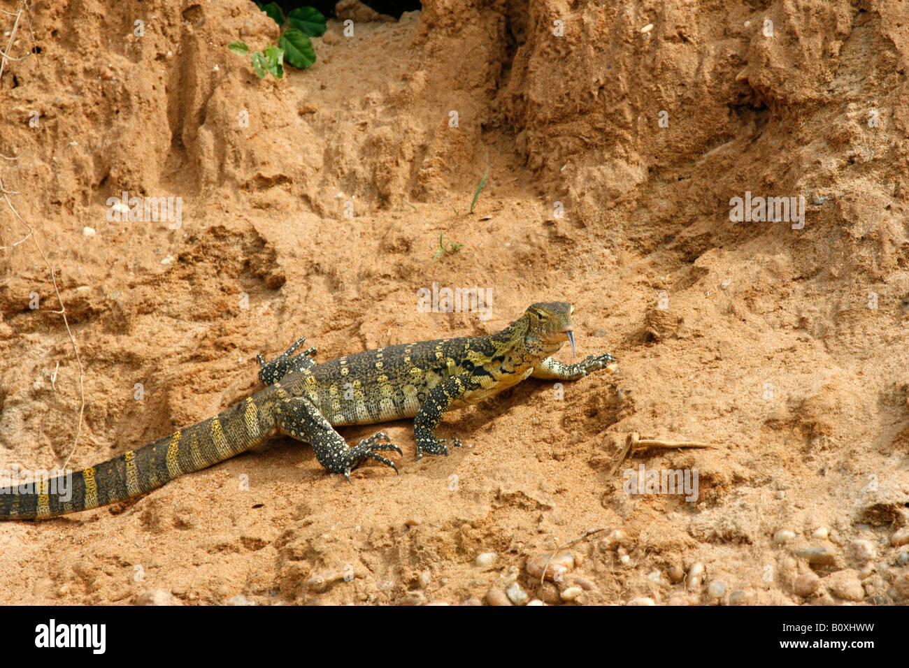 A Nile Monitor Lizard (Varanus niloticus) on the banks of the River ...