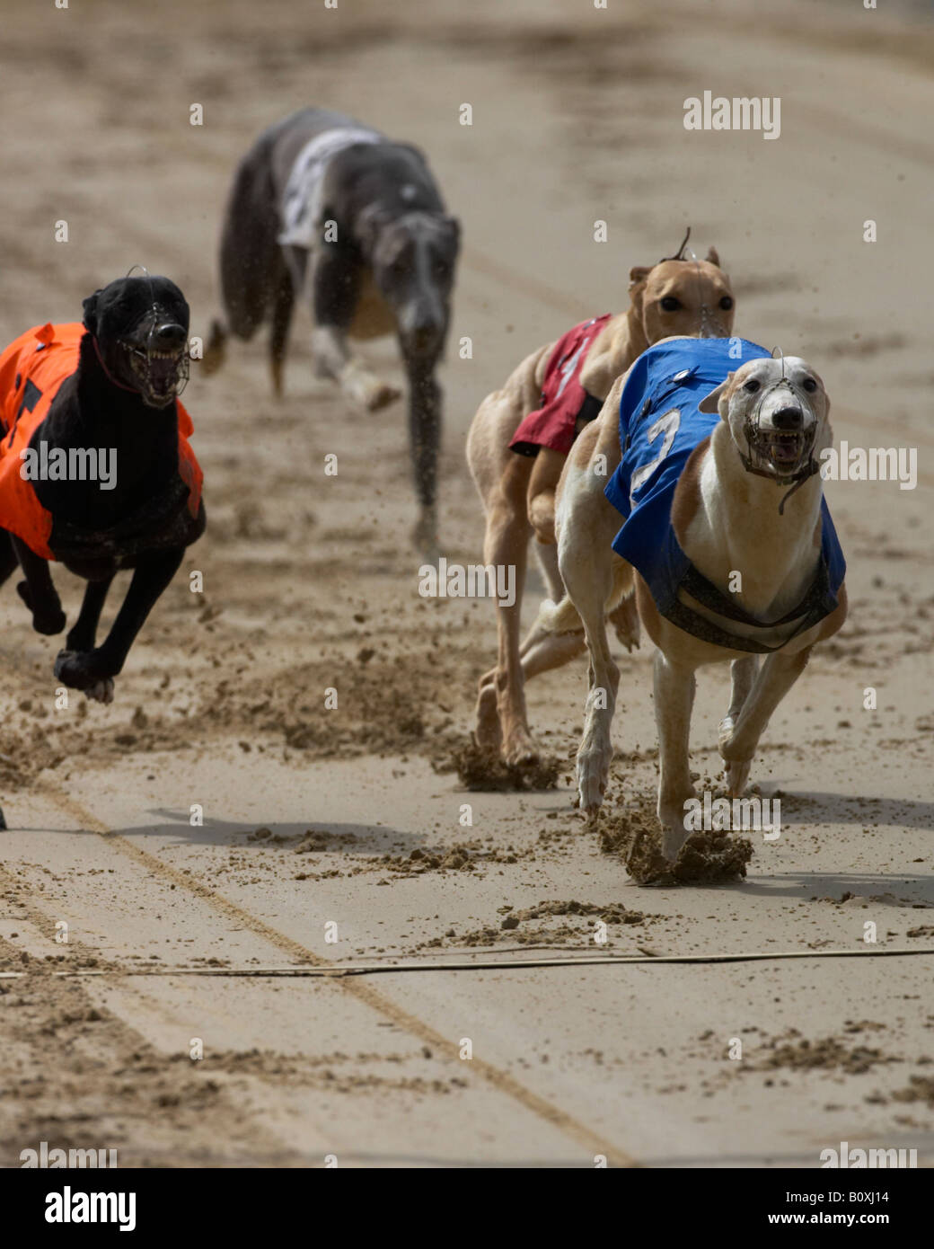 Greyhound dog racing Stock Photo - Alamy
