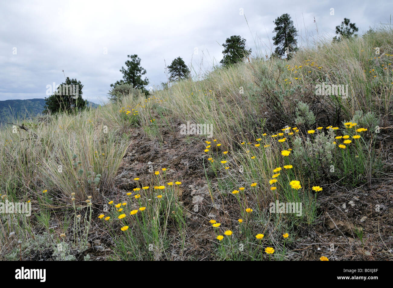 Chopaka grasslands hi-res stock photography and images - Alamy