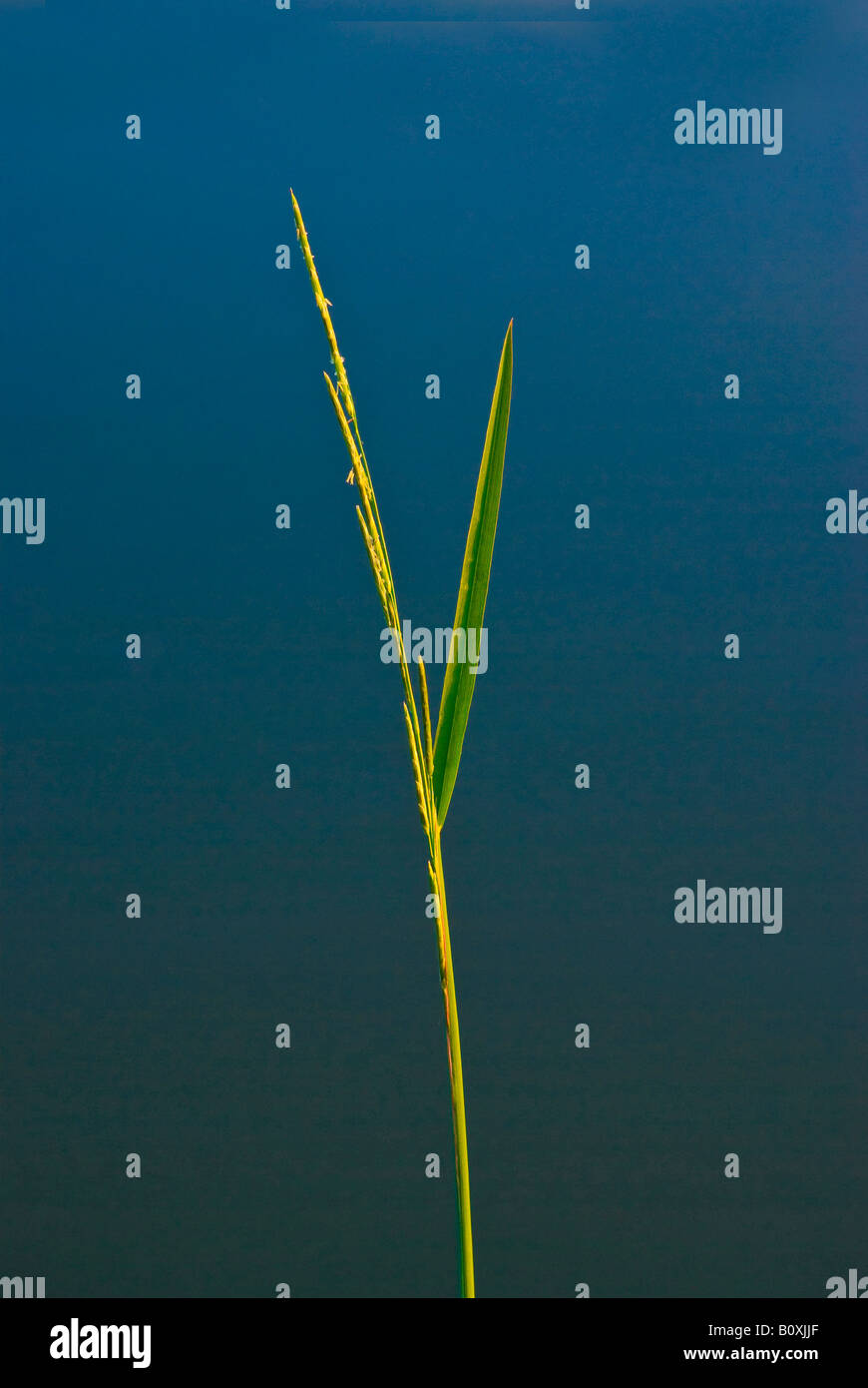 a blade of grass Stock Photo - Alamy