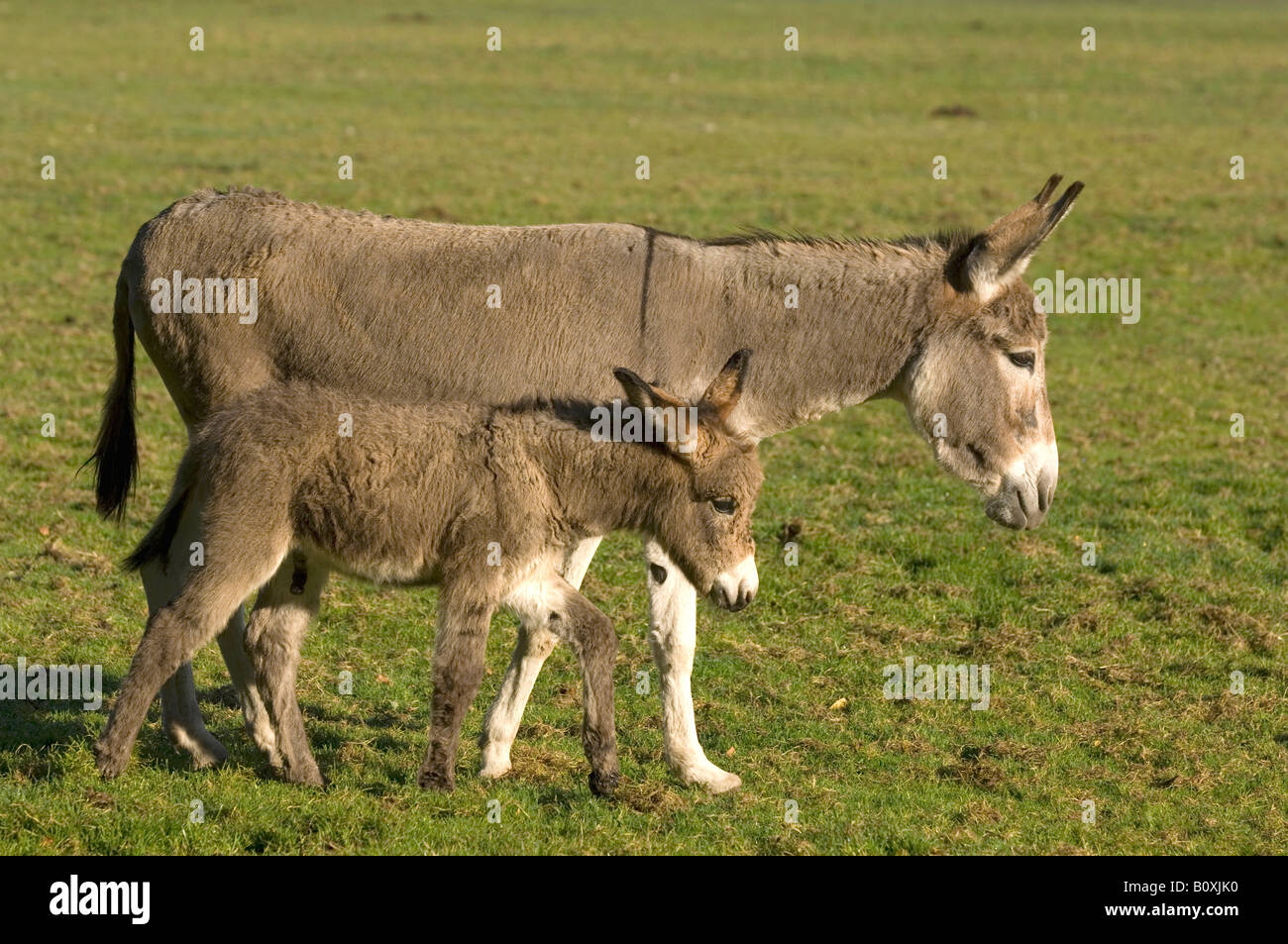 Two donkeys stand hi-res stock photography and images - Alamy