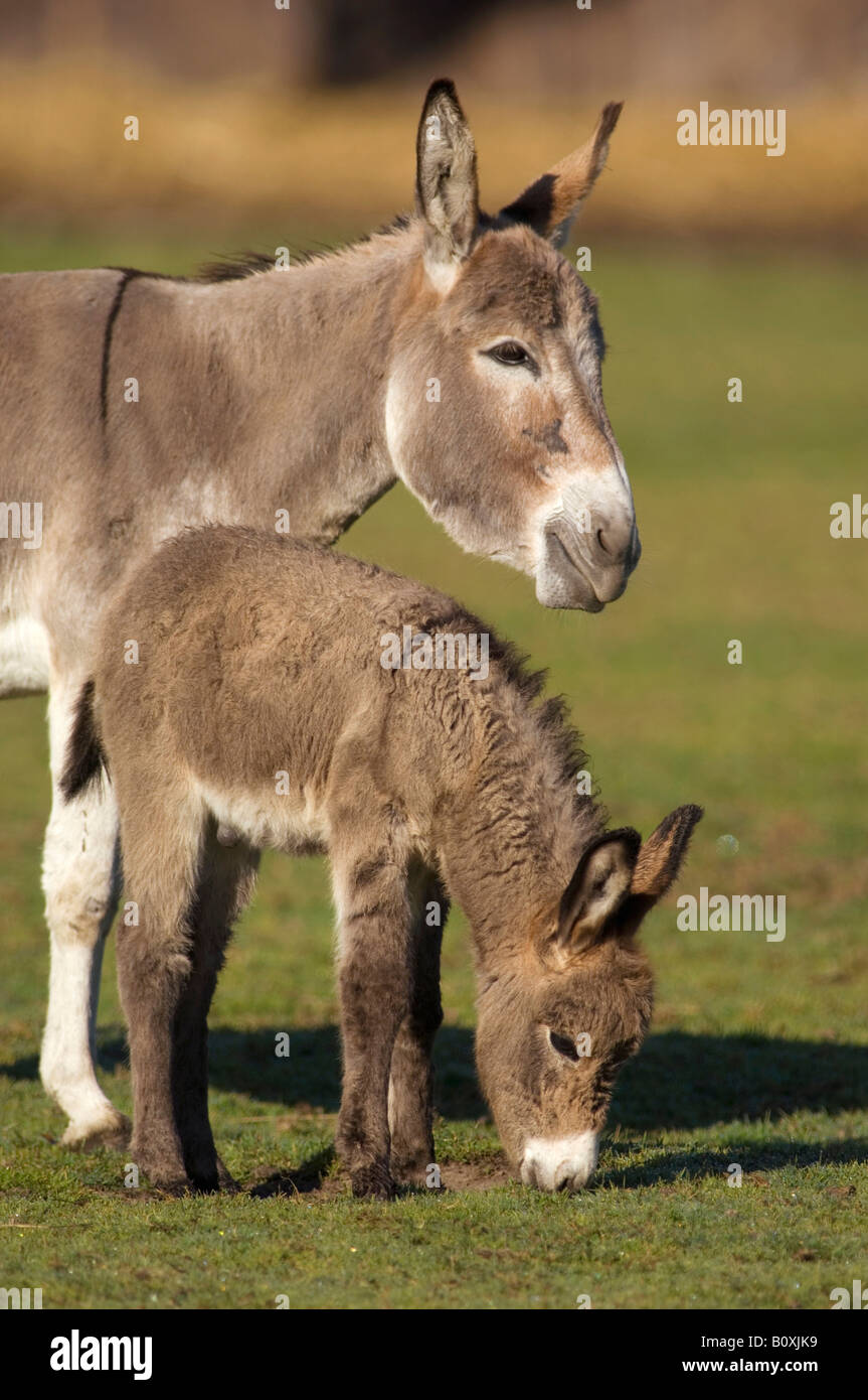 Donkey standing on meadow hi-res stock photography and images - Alamy