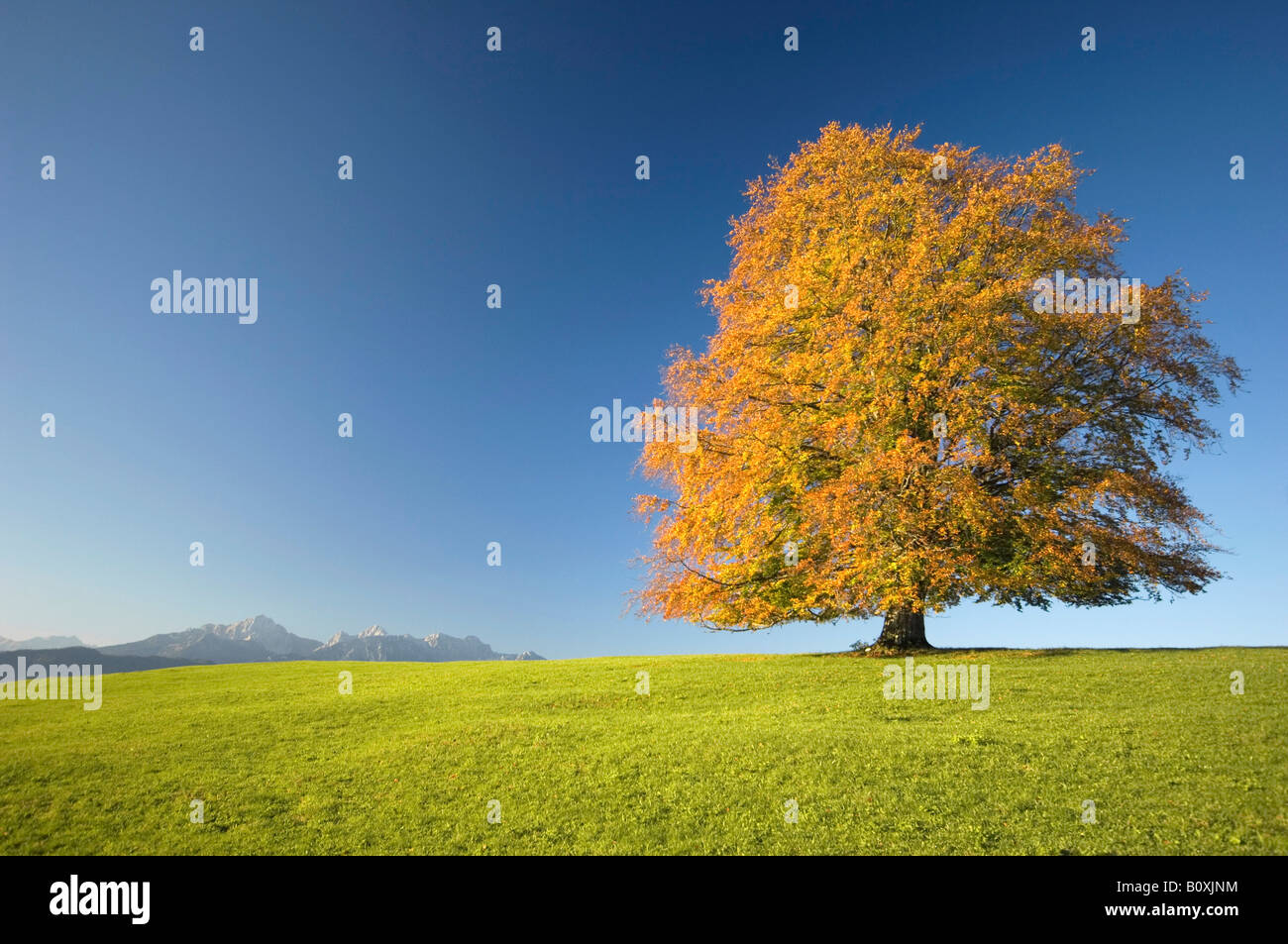 Germany, Bavaria, Single beech tree (Fagus sylvatica Stock Photo - Alamy