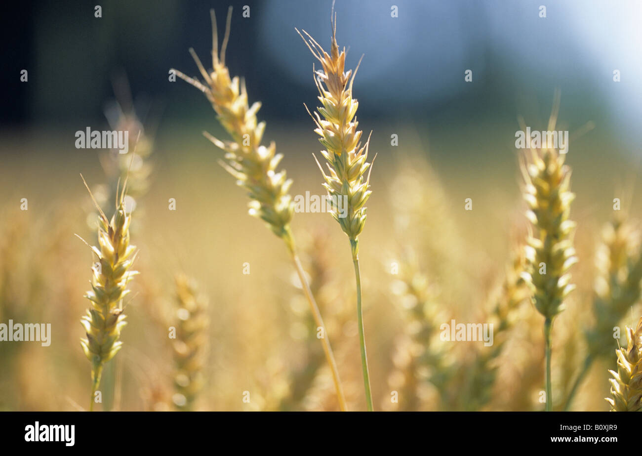 Blade of corn hi-res stock photography and images - Alamy