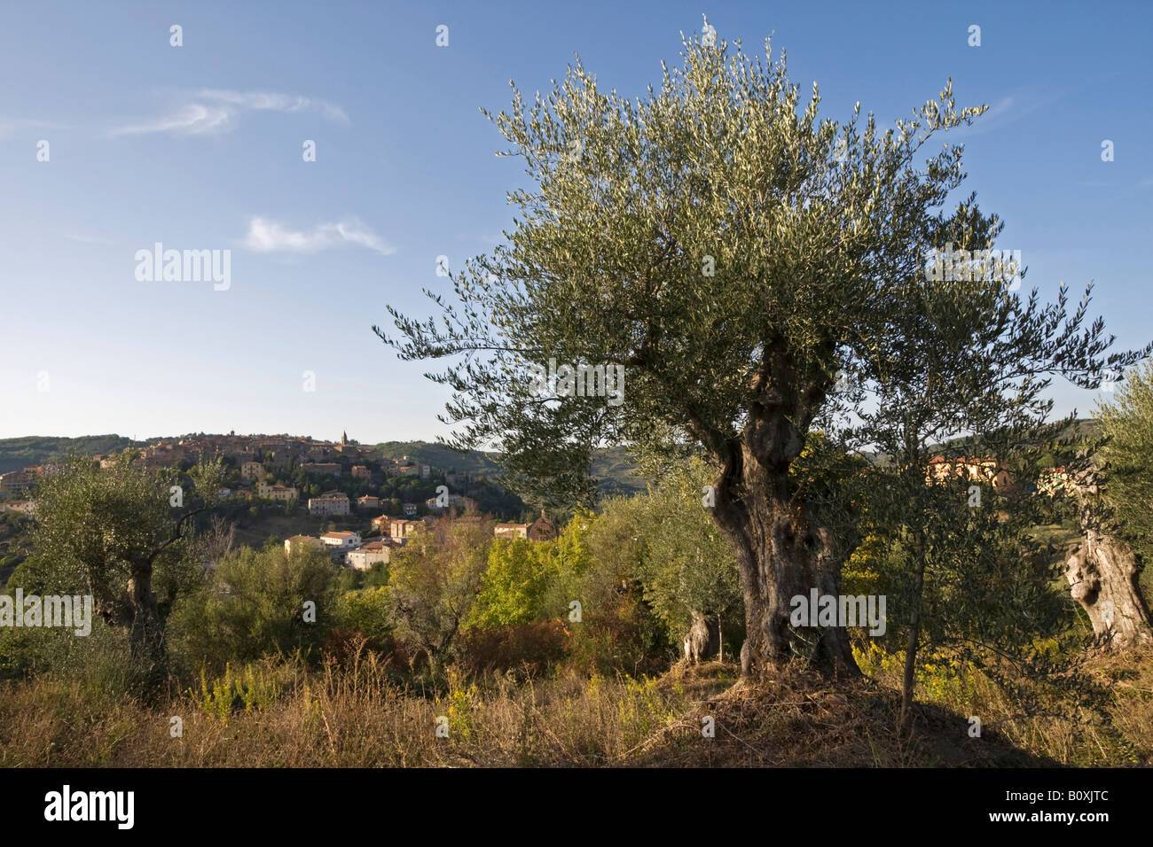 Tuscany olive tree hi-res stock photography and images - Alamy